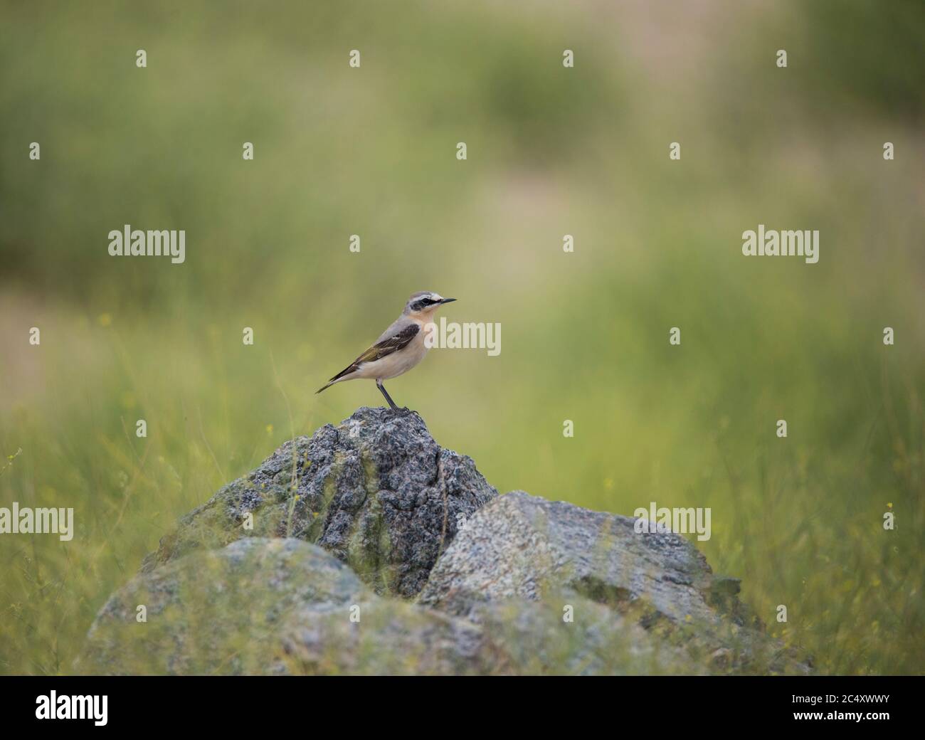 birds of saudi arabia Stock Photo - Alamy