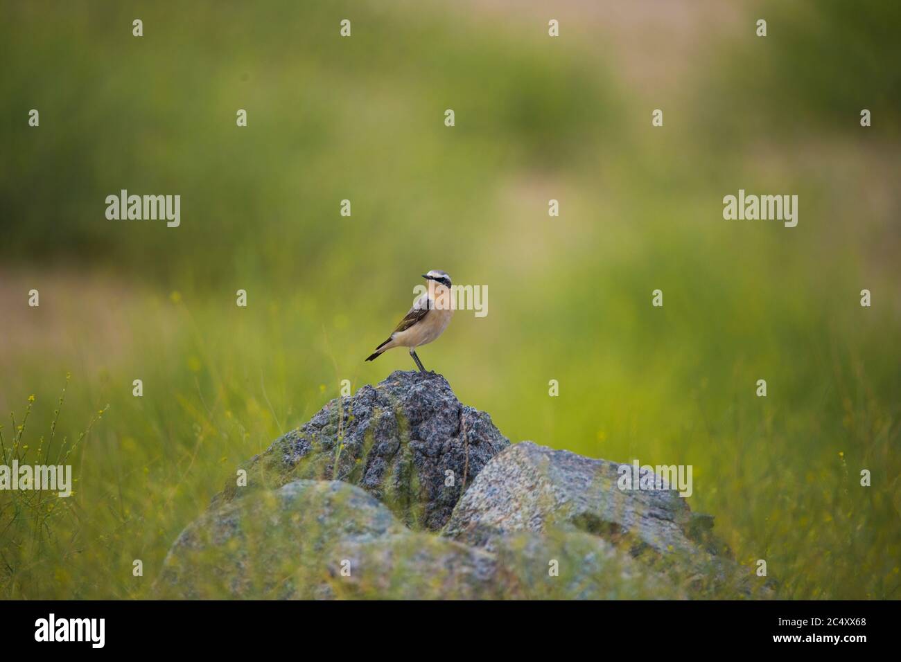 birds of saudi arabia Stock Photo - Alamy