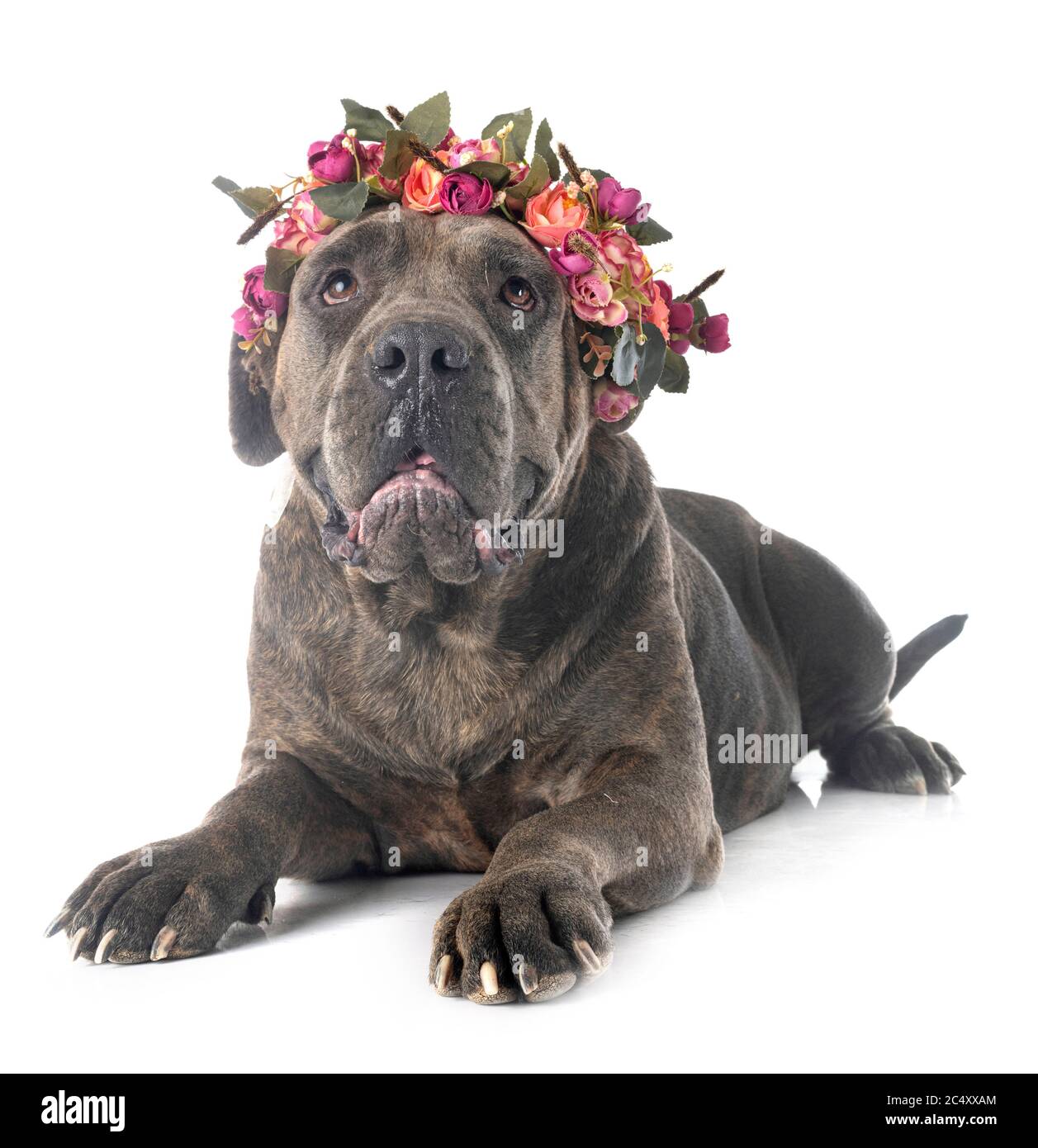 italian mastiff in front of white background Stock Photo - Alamy