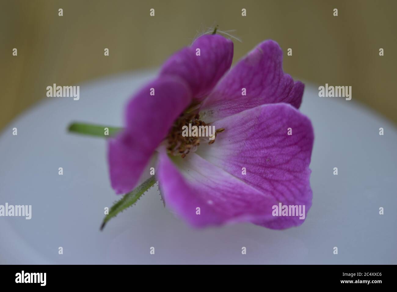 A closeup photograph of a miniature Pink Rose Stock Photo - Alamy