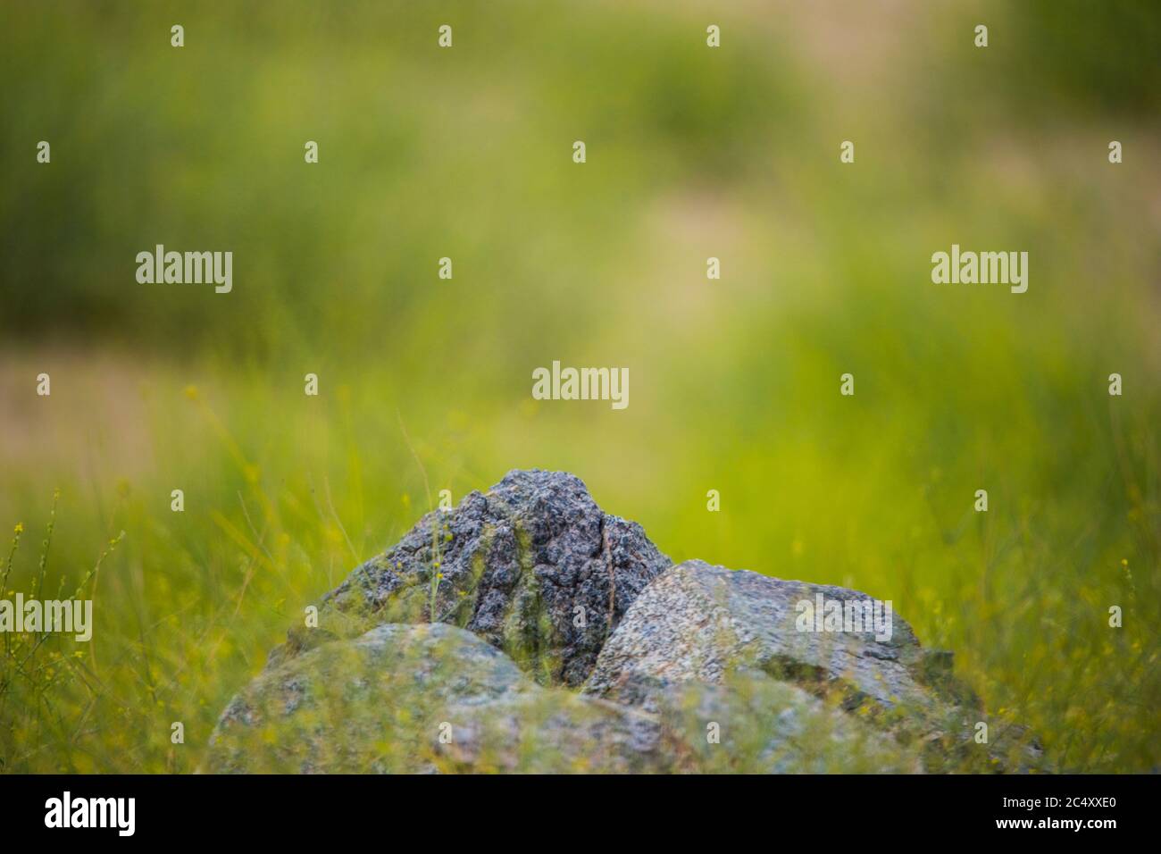Arabian honey bee hi-res stock photography and images - Alamy