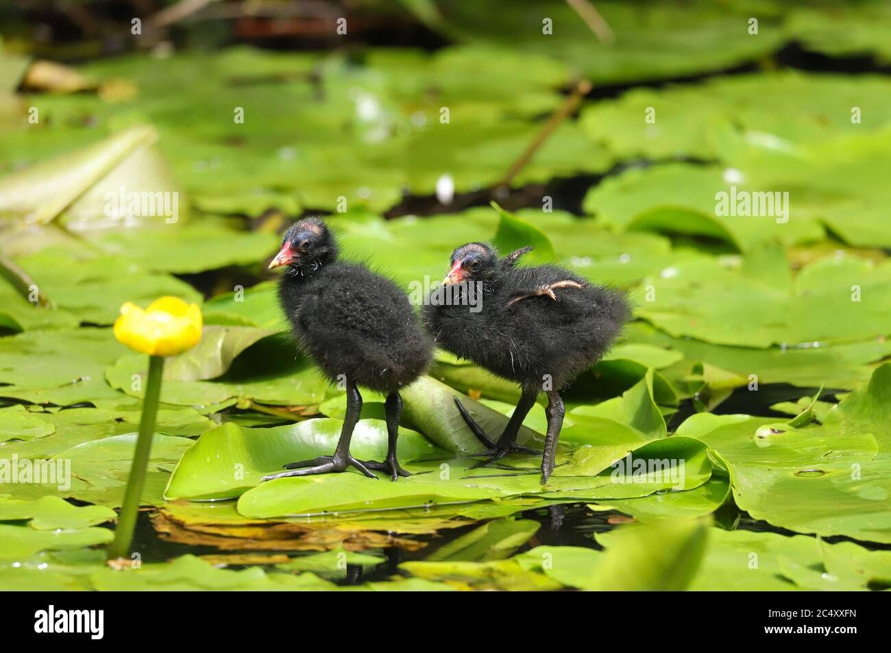 Baby common moorhen chicks, gallinula chloropus, standing on a lily ...