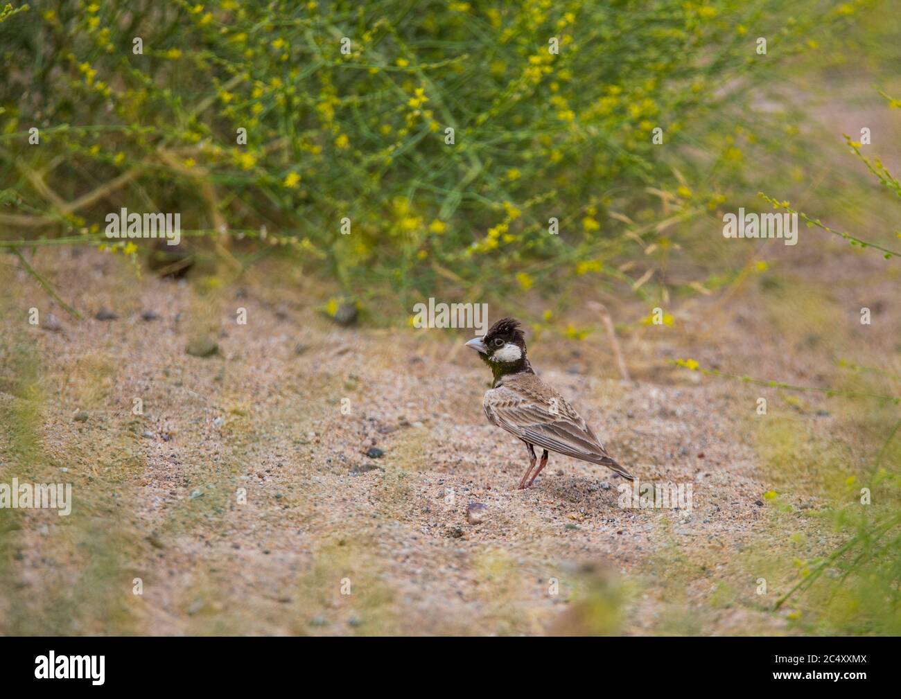 birds of saudi arabia Stock Photo - Alamy