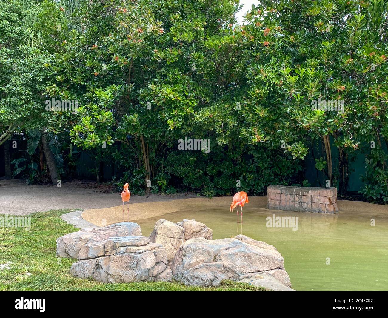 Flamingos seaworld orlando hi-res stock photography and images - Alamy