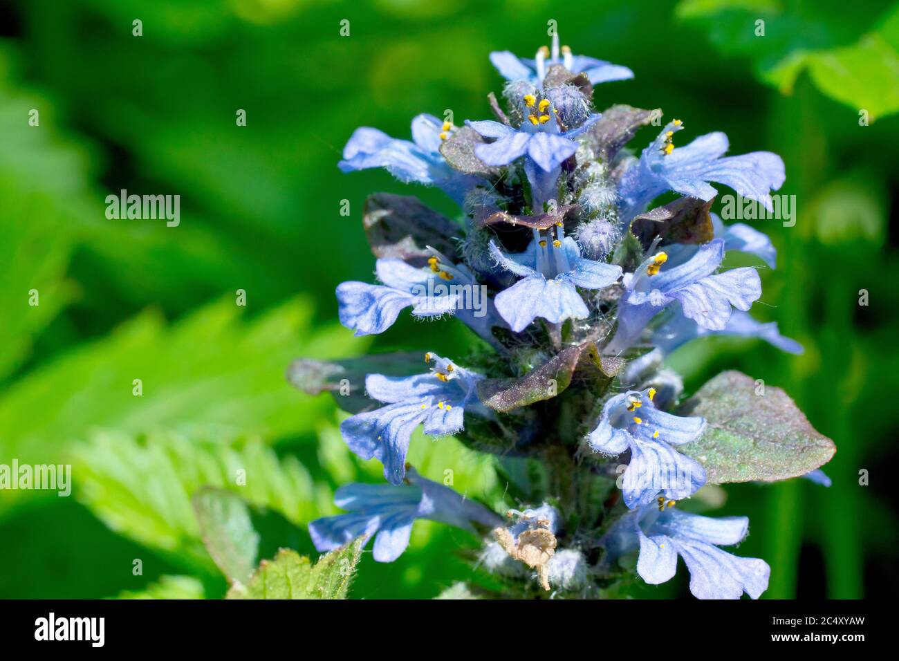 Bugle flowers hi-res stock photography and images - Alamy