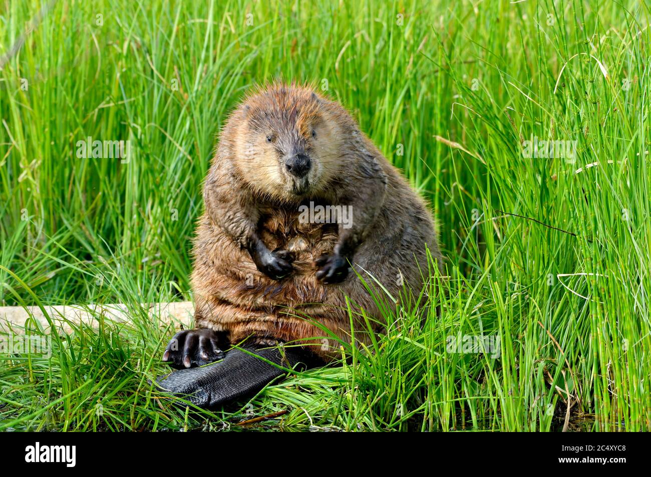 Rubbing feet hi-res stock photography and images - Alamy