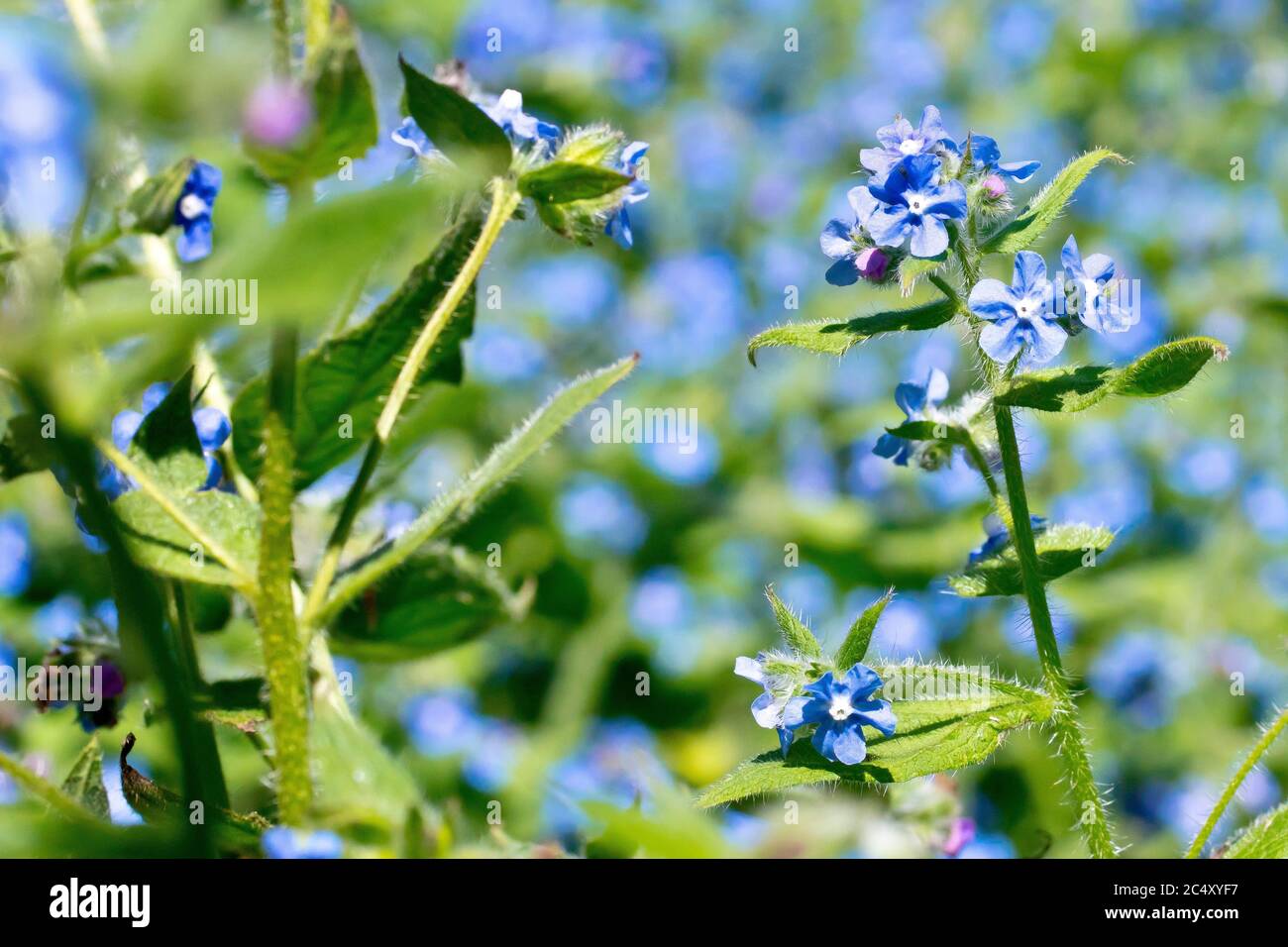 Green Alkanet or Evergreen Alkanet (pentaglottis sempervirens), close ...