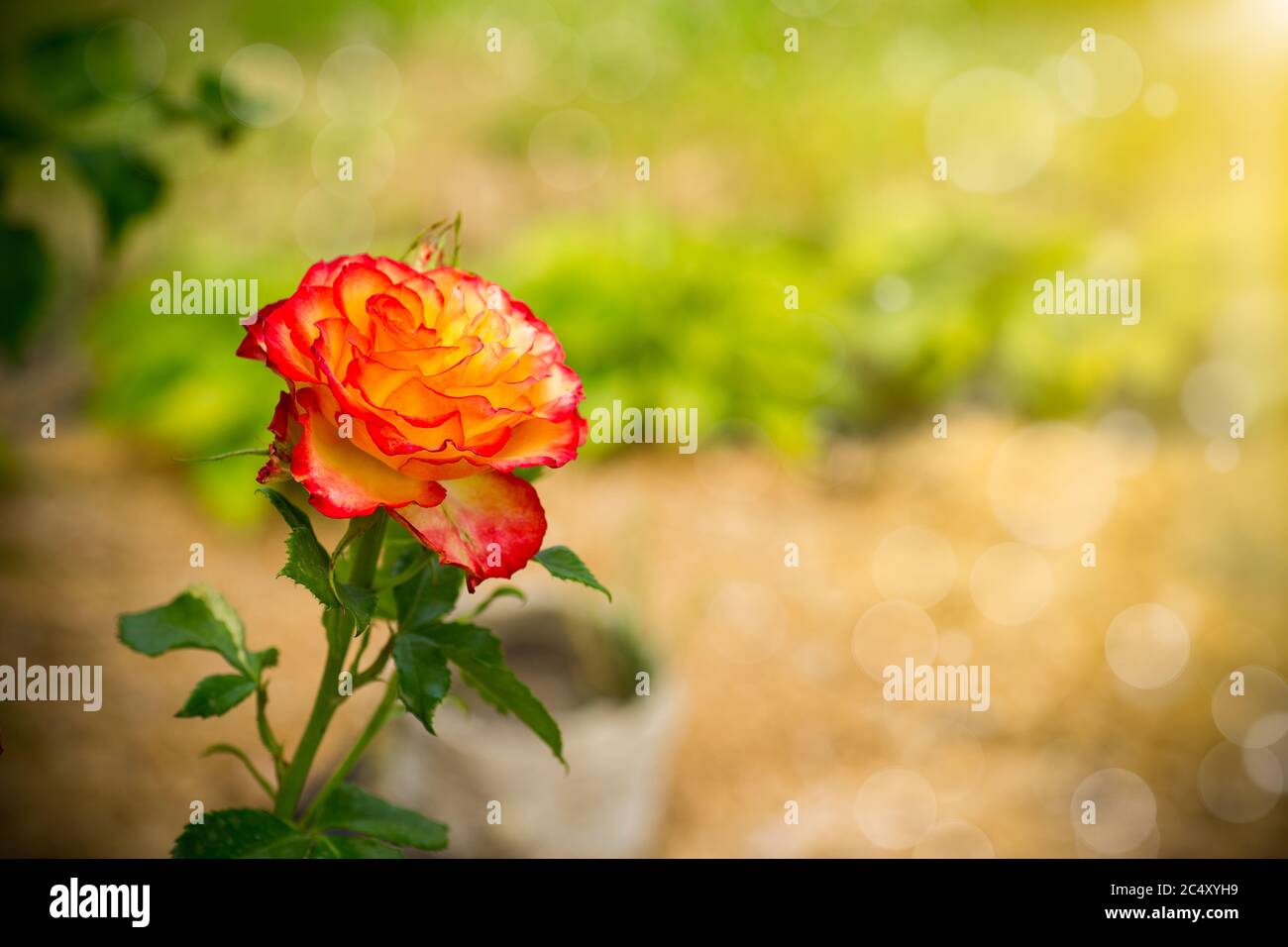 beautiful yellow rose with a red tint Stock Photo - Alamy