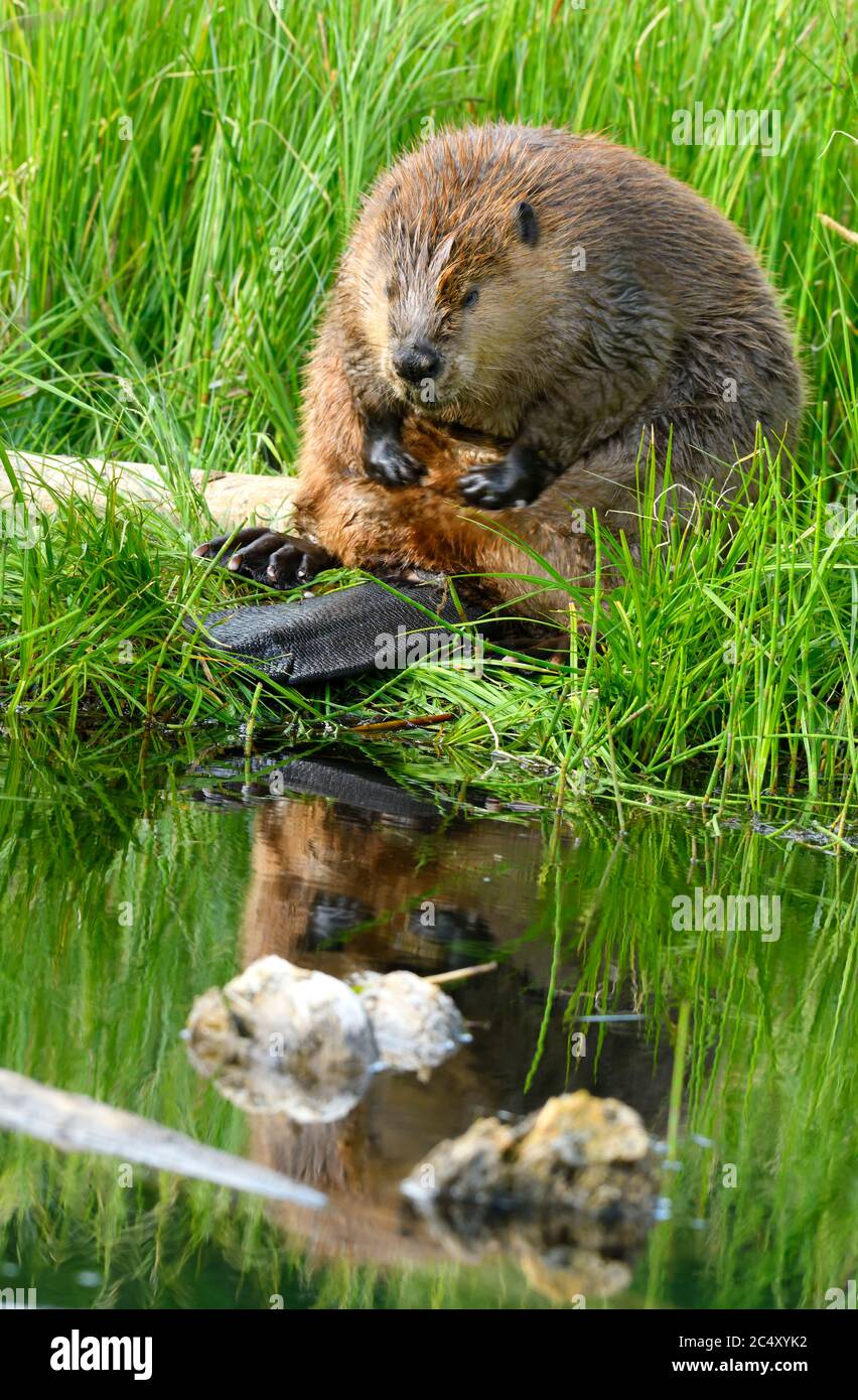A vertical image of a wild adult beaver(Castor canadensis), sitting on ...
