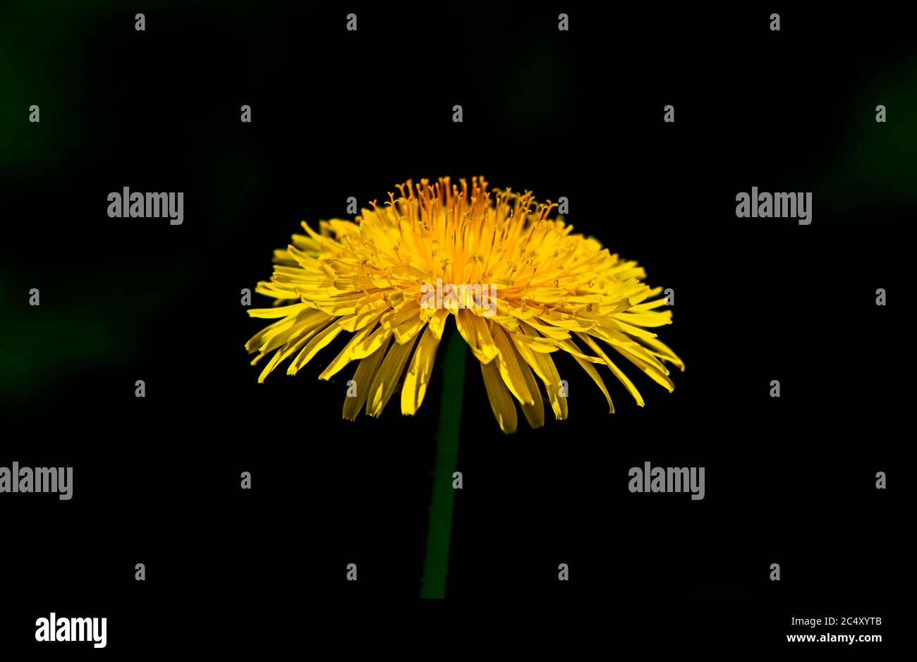 A side view of a wild dandelion head on a dark background Stock Photo ...