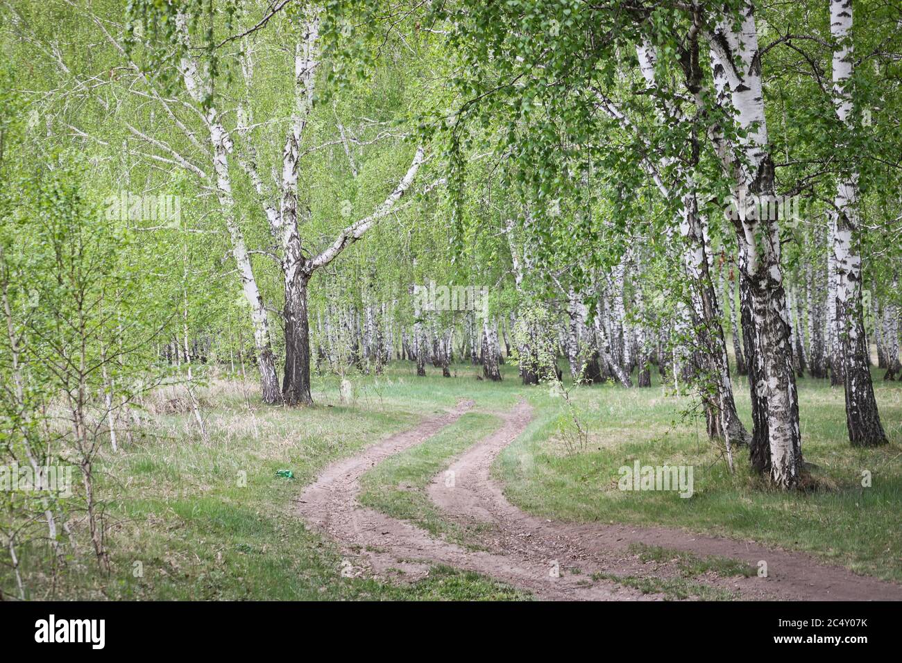 Forest road in the spring birch forest. Spring landscape Stock Photo ...