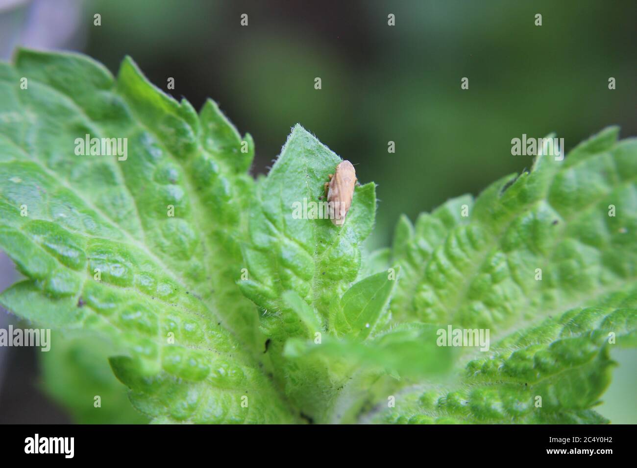 Fresh culinary mint herb, mentha, growing in the garden, with a bug ...