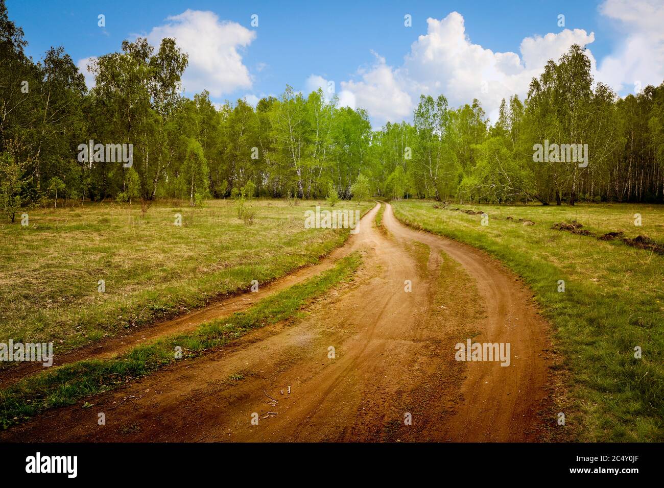 Field dirt road going into the spring birch forest. Natural landscape ...