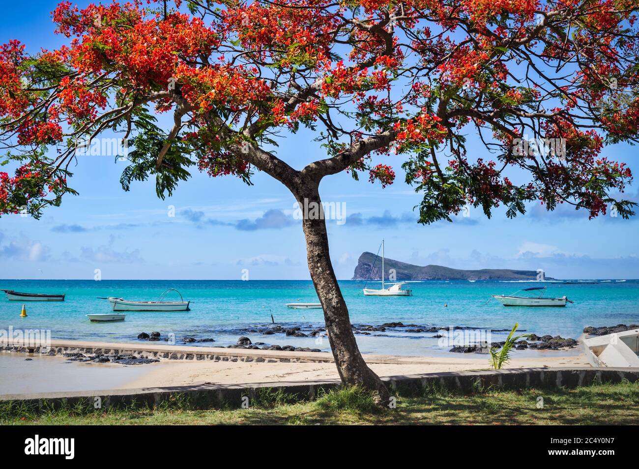 Mauritius flamboyant tree flame tree hi-res stock photography and ...