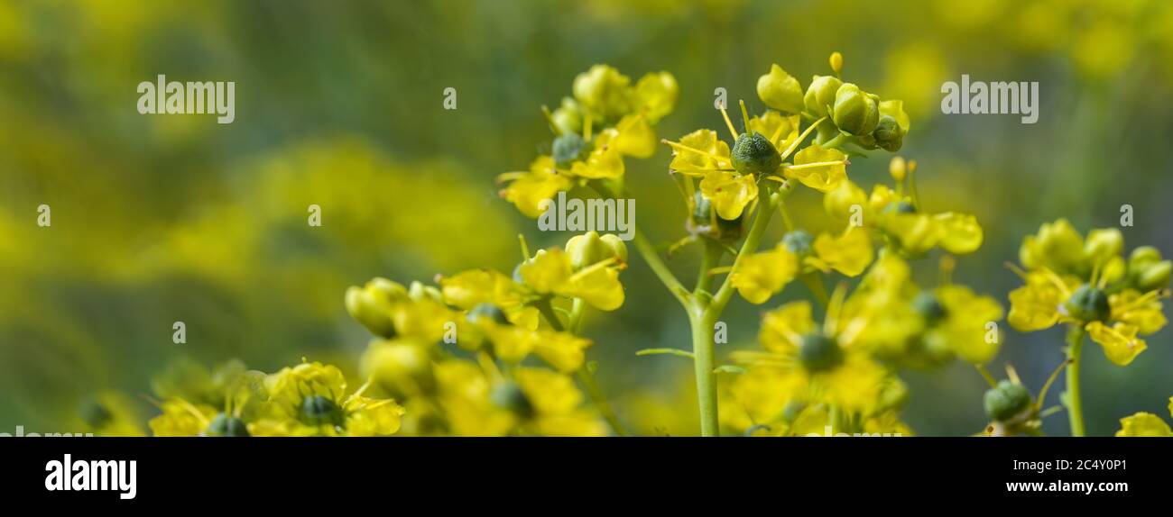 Ruta graveolens common rue hi-res stock photography and images - Alamy