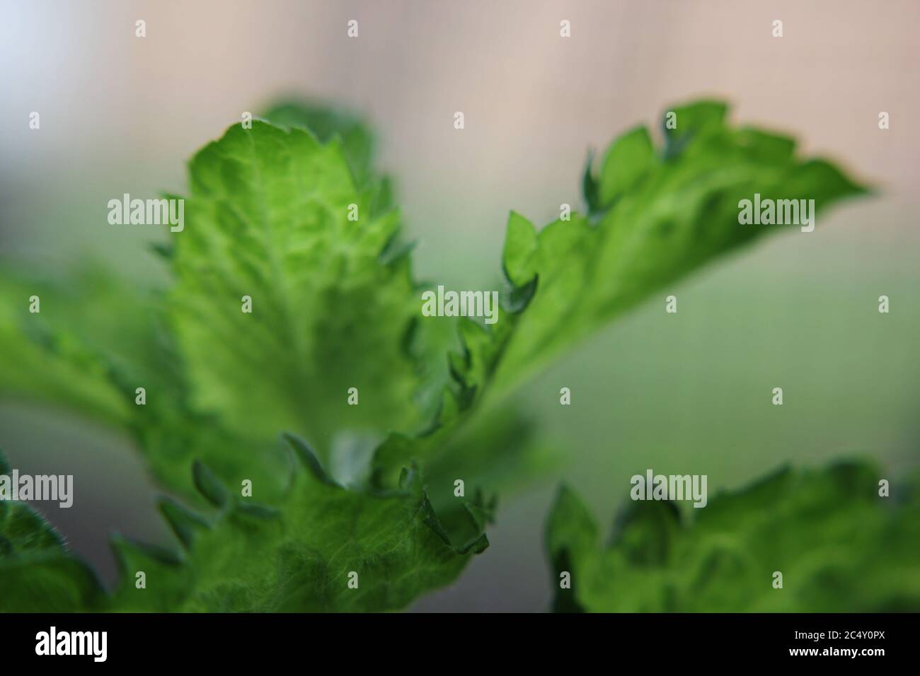 Fresh culinary mint herb, mentha, growing in the garden Stock Photo - Alamy