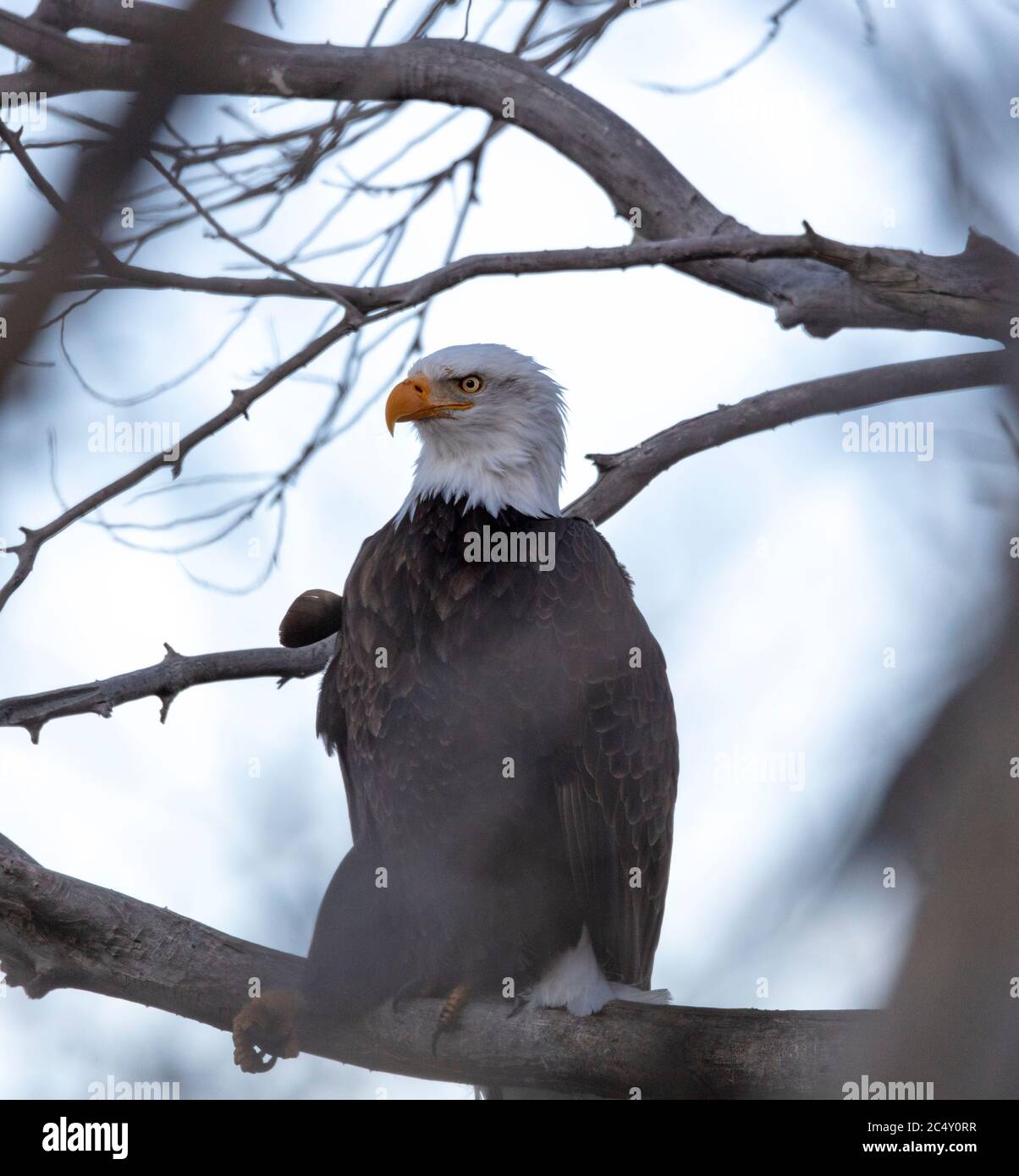 Adult bald eagle high in a tree peeking out between branches Stock ...