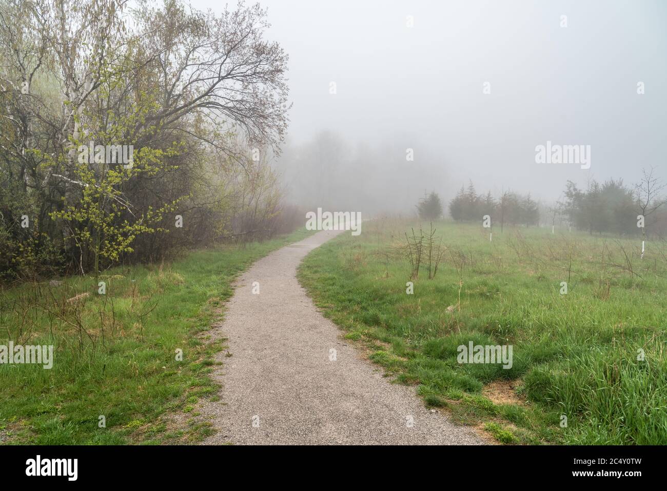 Forest path in spring foggy day Stock Photo - Alamy