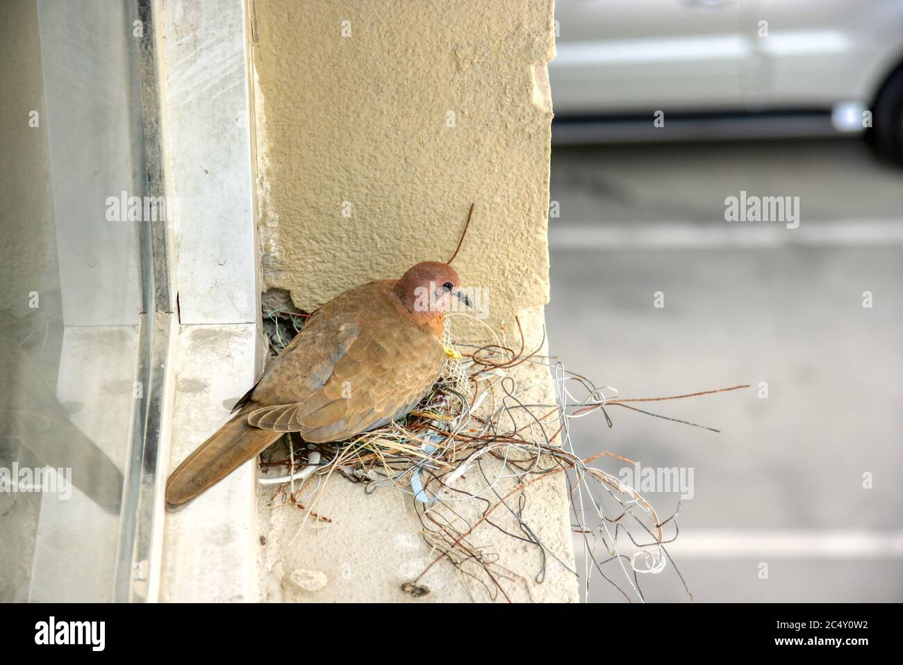 Rock pigeon nest hi-res stock photography and images - Alamy