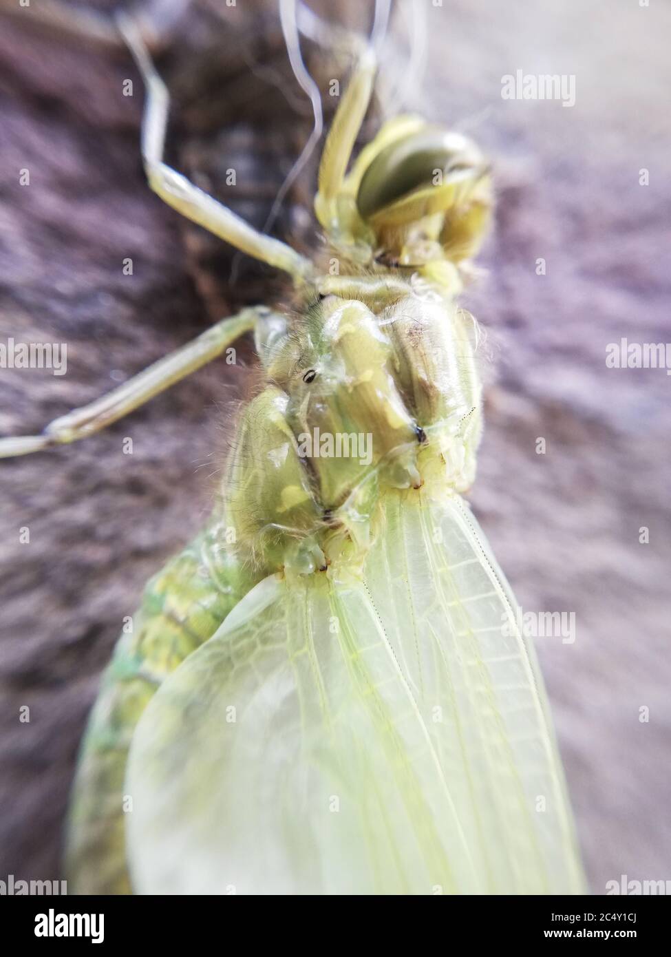insect in close up. Dragonfly in macro Stock Photo - Alamy