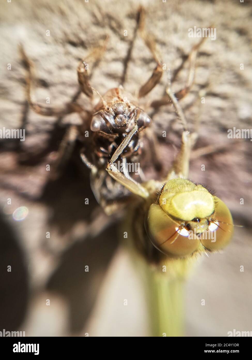 Rare insect in nature hi-res stock photography and images - Alamy