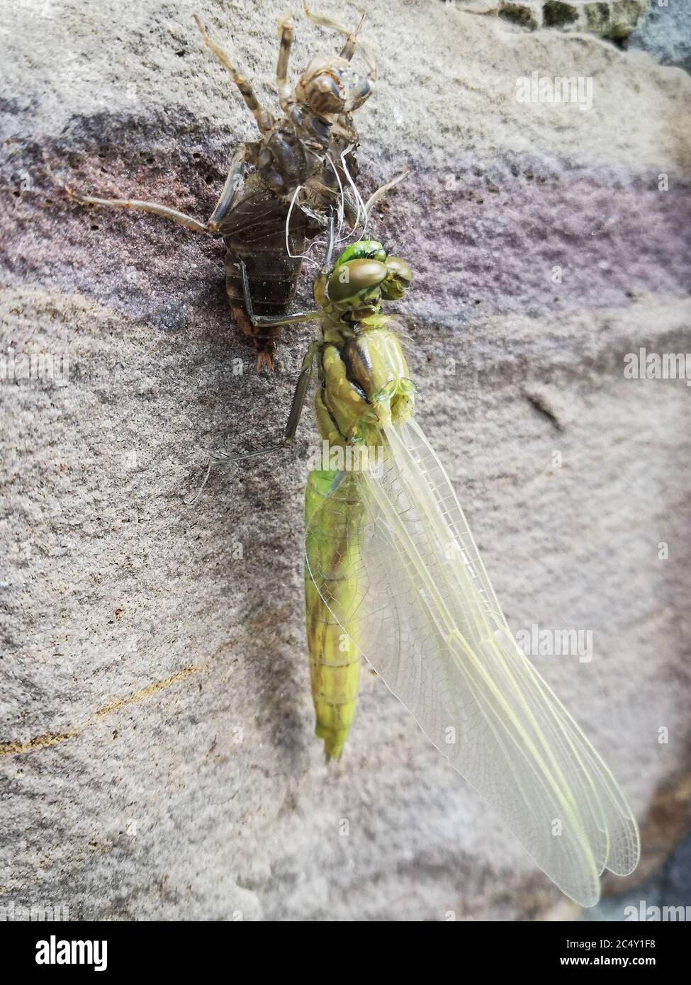 insect in close up. Dragonfly in macro Stock Photo - Alamy