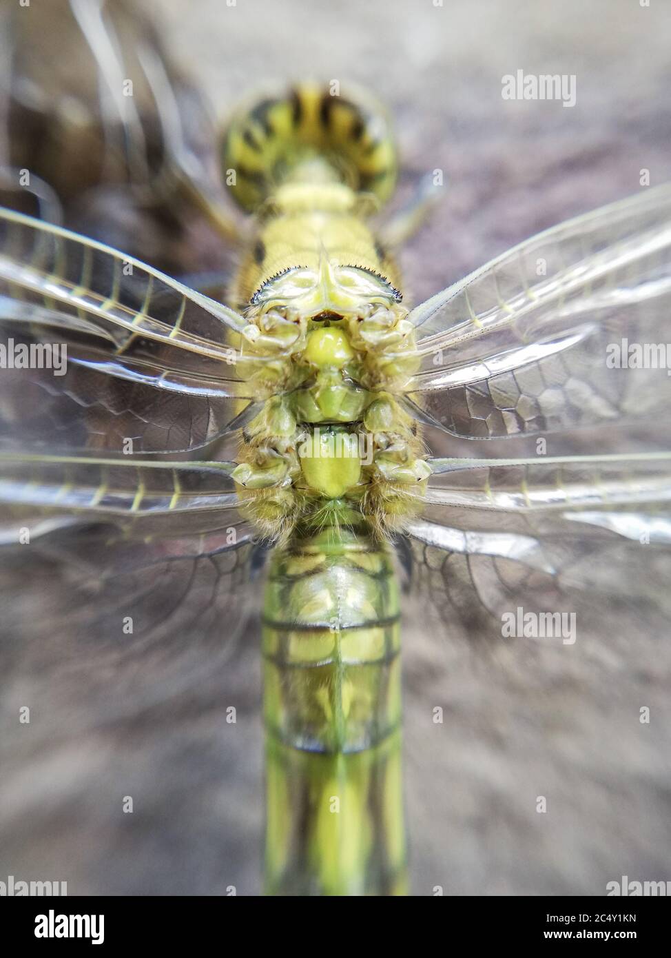 insect in close up. Dragonfly in macro Stock Photo - Alamy