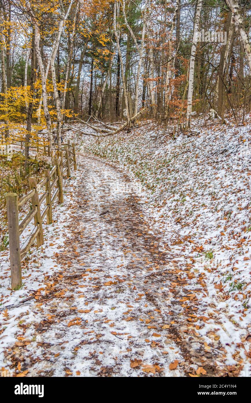 Snow on the ground in forest in winter time Stock Photo - Alamy