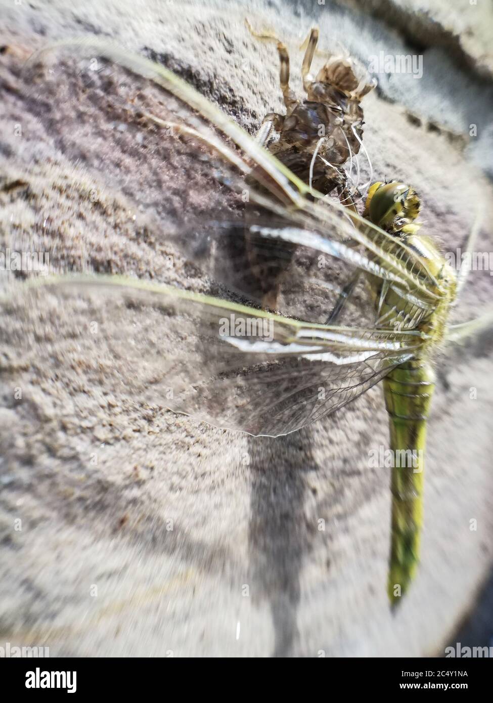 insect in close up. Dragonfly in macro Stock Photo - Alamy
