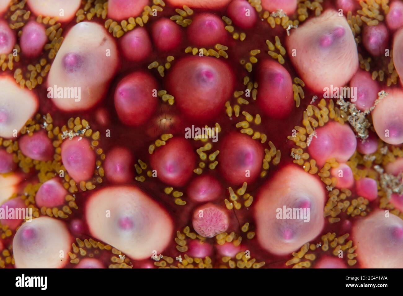 Abstract of a brightly colored Warty sea star, Echinaster callosus, on ...