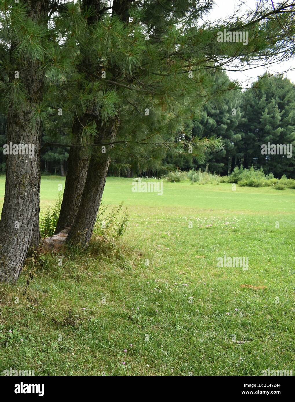 An eye catching landscape view at Pahalgam Kashmir India Stock Photo ...