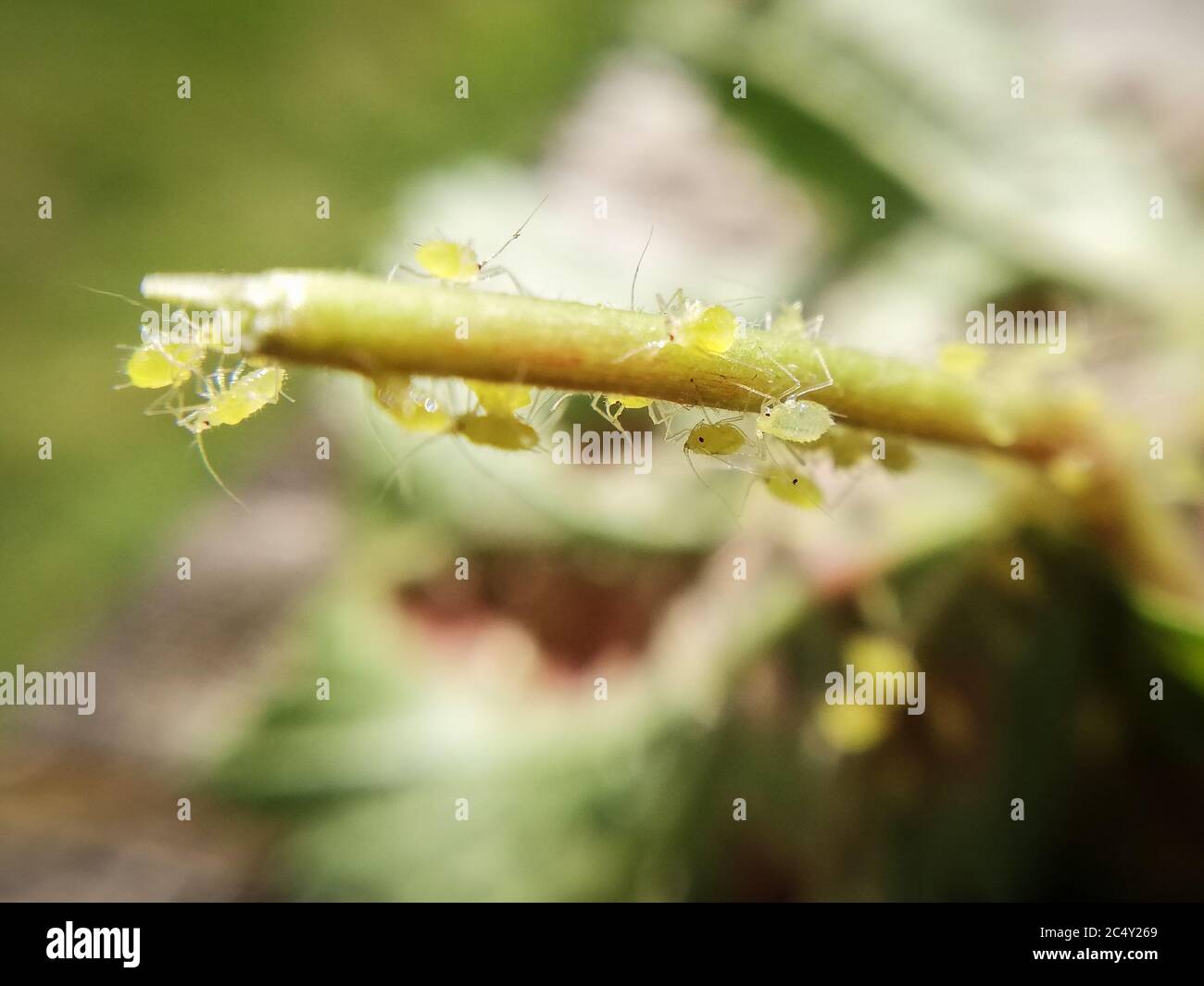 Vulnerability fragility hi-res stock photography and images - Alamy