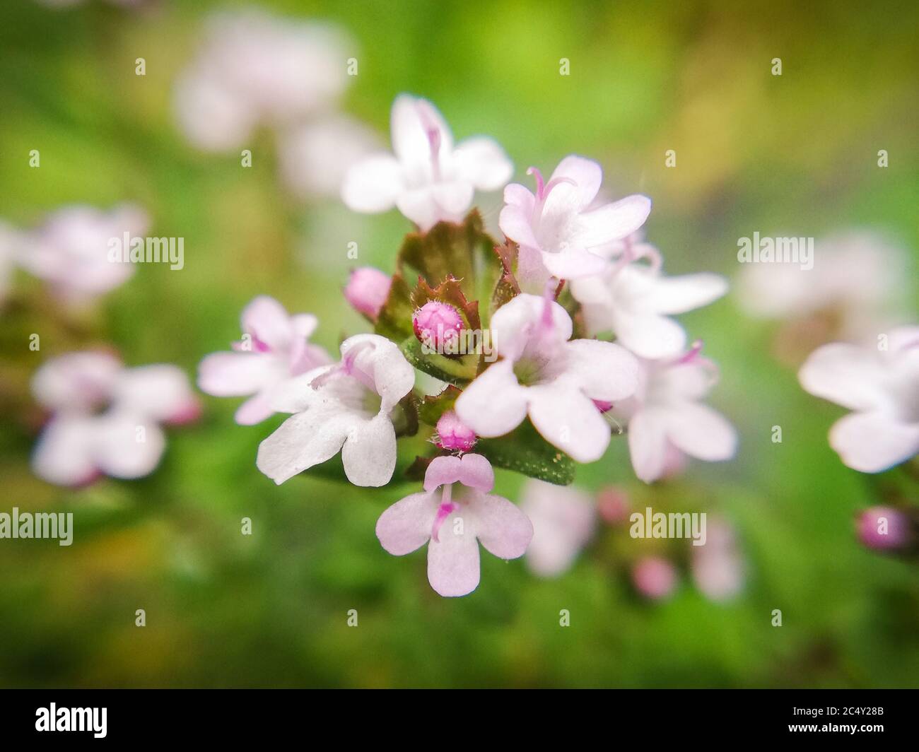 Thyme flower hi-res stock photography and images - Alamy