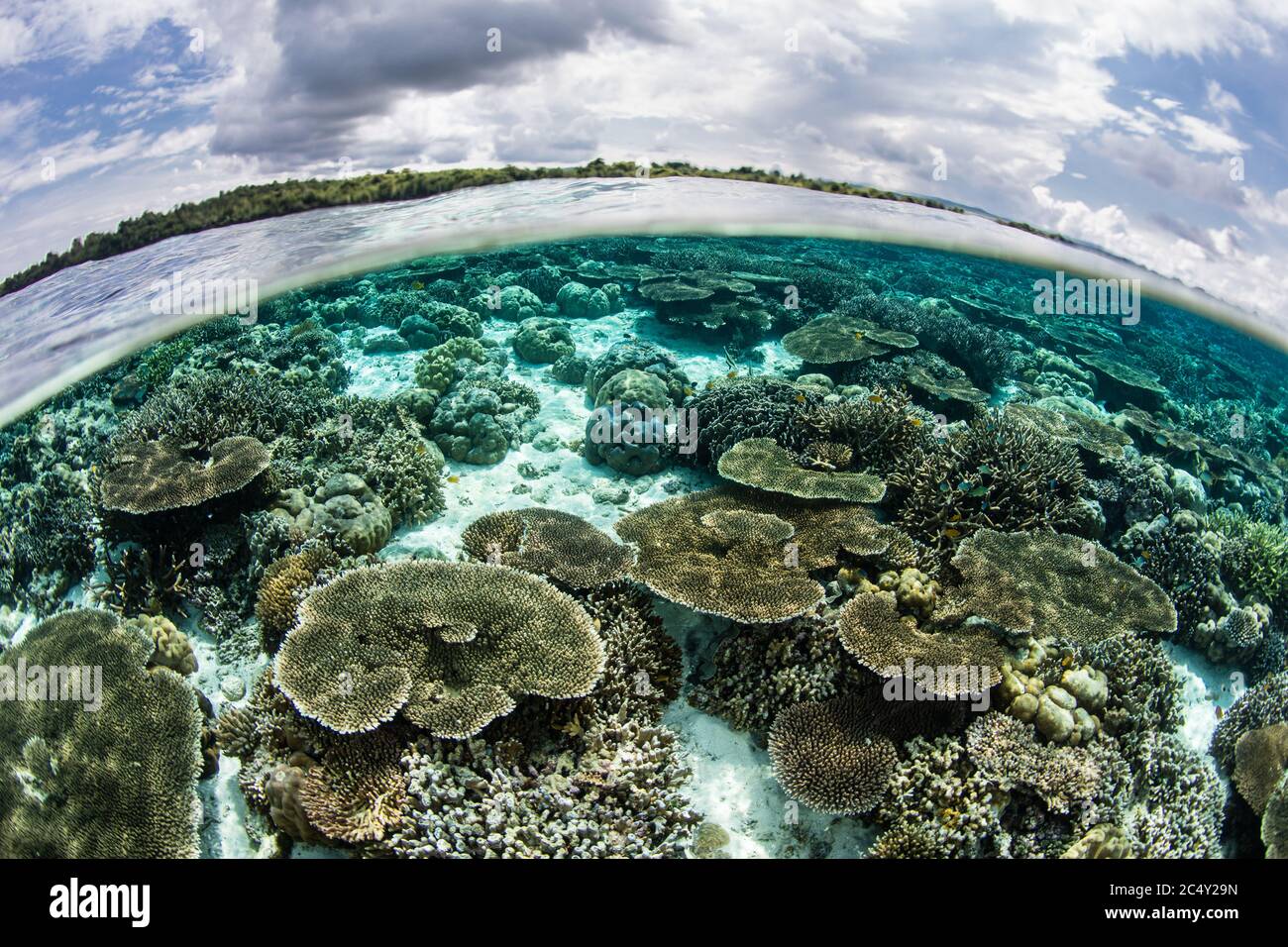 A healthy coral reef grows in the shallows of Wakatobi National Park ...