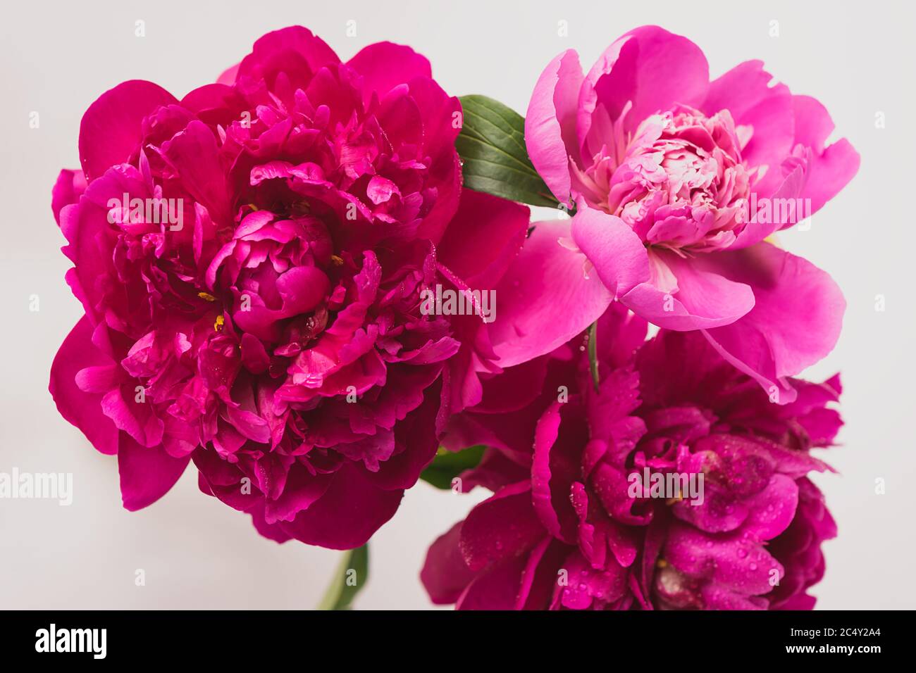 Bright burgundy fresh peonies hi-res stock photography and images - Alamy