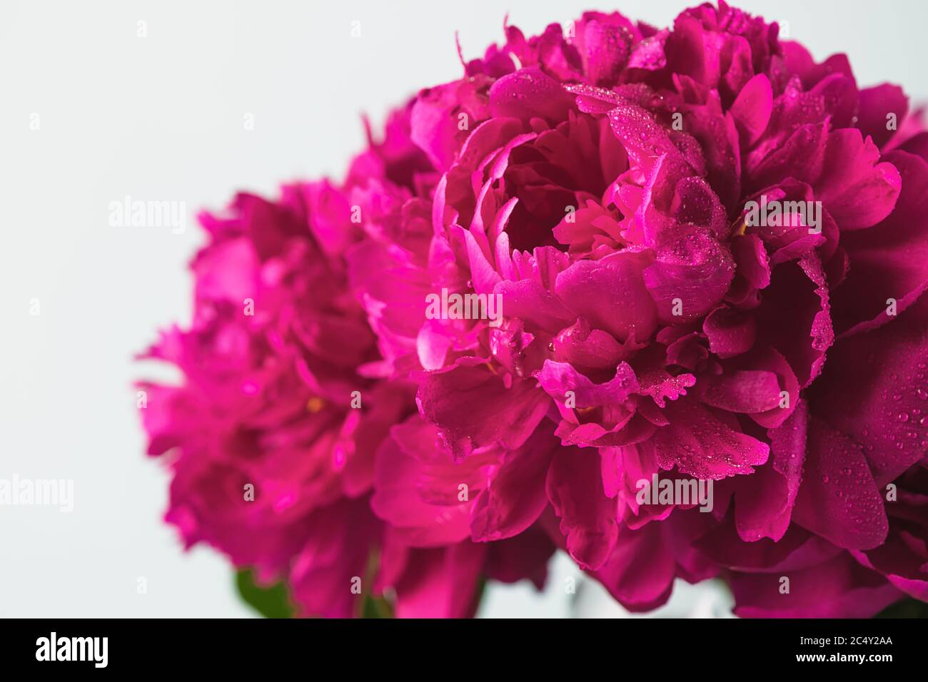 Bright burgundy fresh peonies hi-res stock photography and images - Alamy