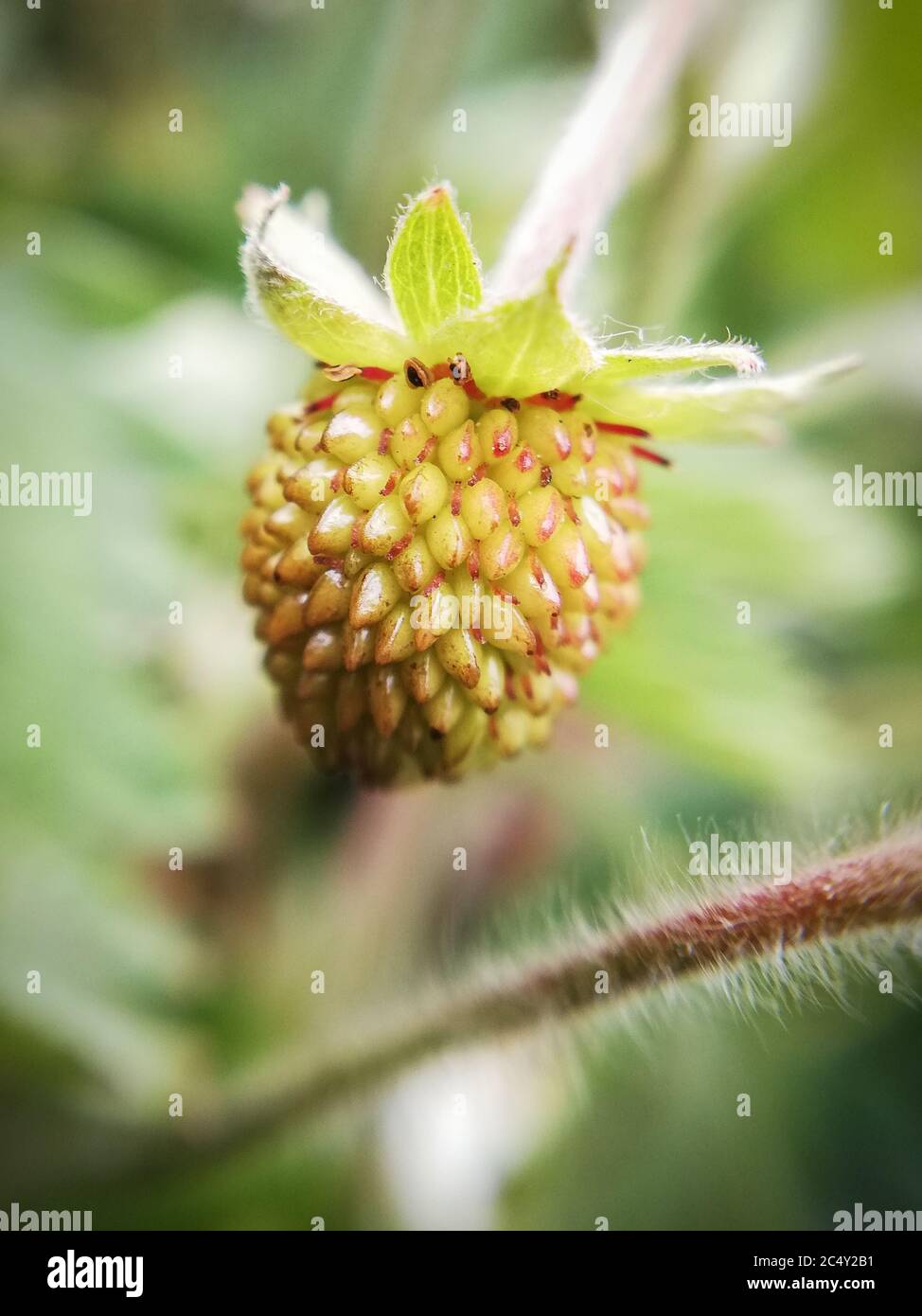 Close up plant tiny green hi-res stock photography and images - Alamy