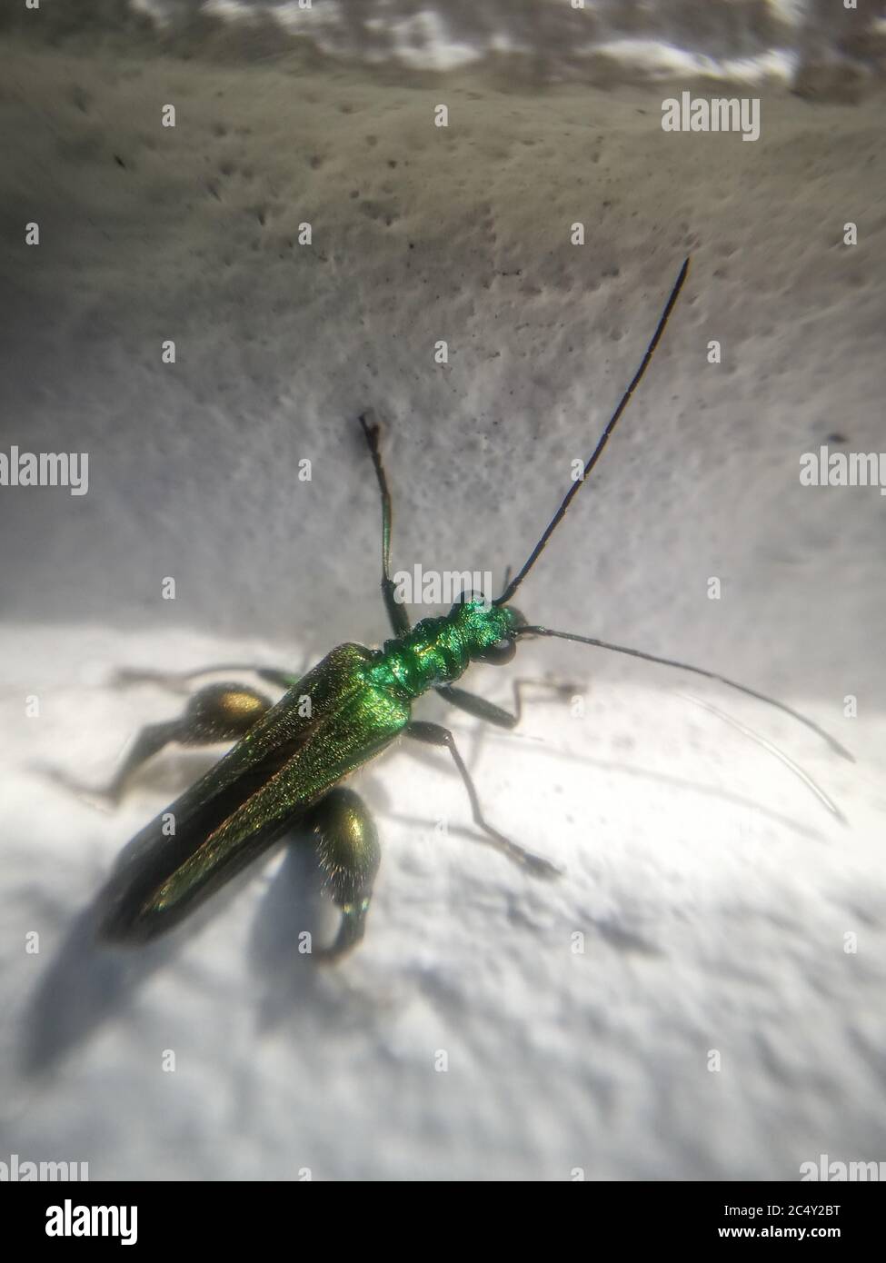 Green arthropod hi-res stock photography and images - Alamy