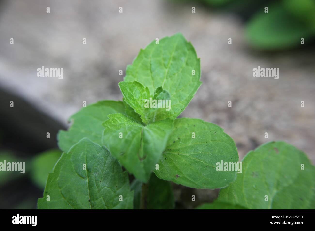 Fresh culinary mint herb, mentha, growing in the garden Stock Photo - Alamy