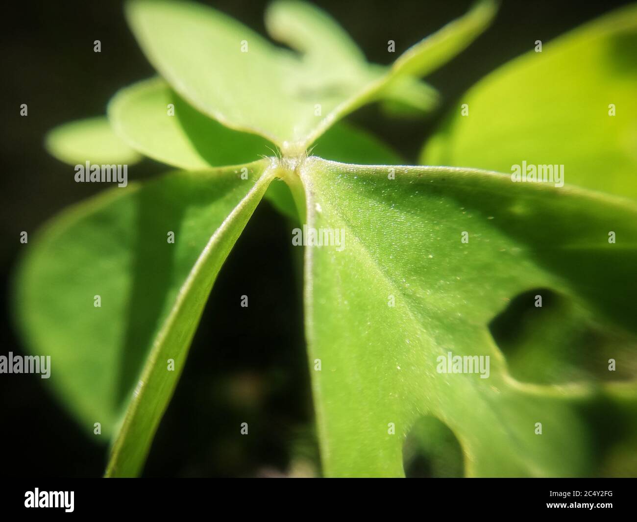 Bright clover flower growing in hi-res stock photography and images - Alamy
