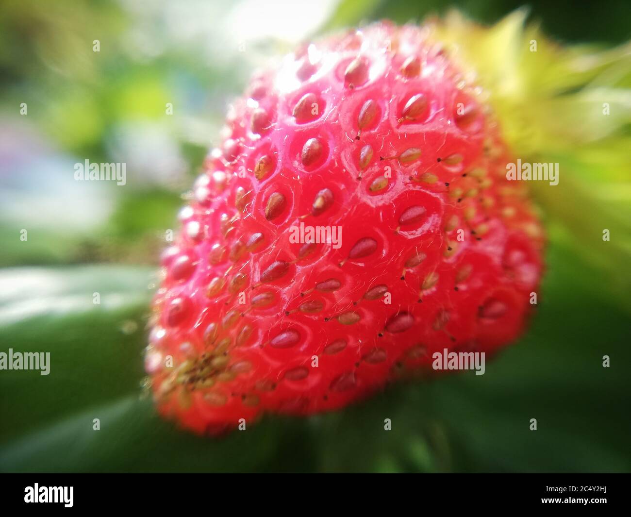 Macro photography fruit hi-res stock photography and images - Alamy