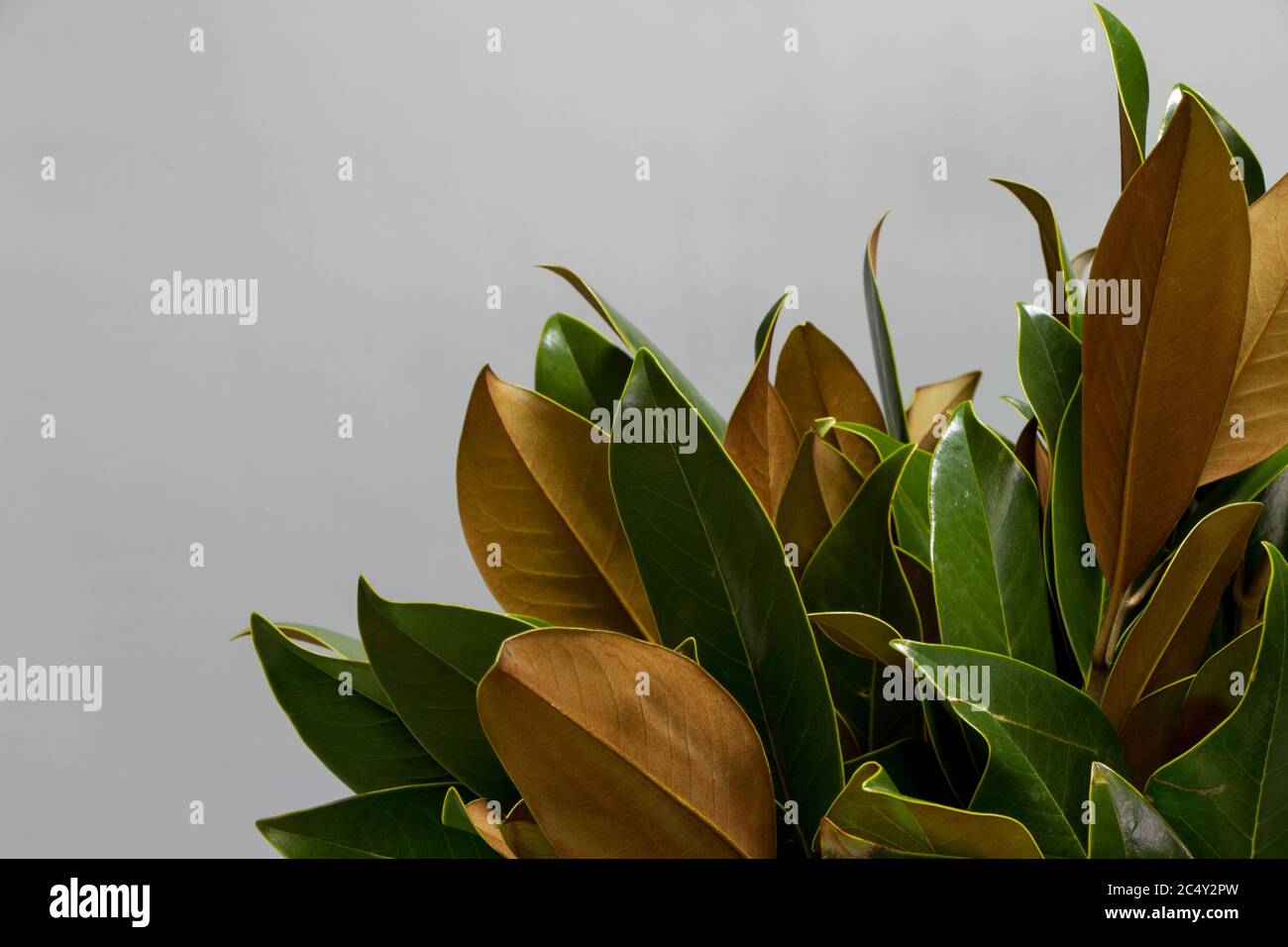 Close-up bouquet of fresh green and brown magnolia leaves on gray ...