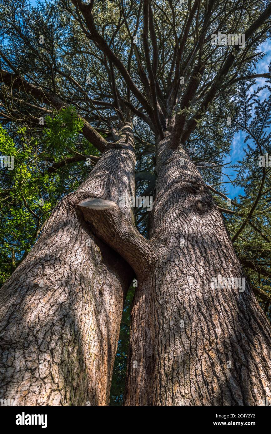 Looking up at the sunlight showing through the leaves of a tall tree ...