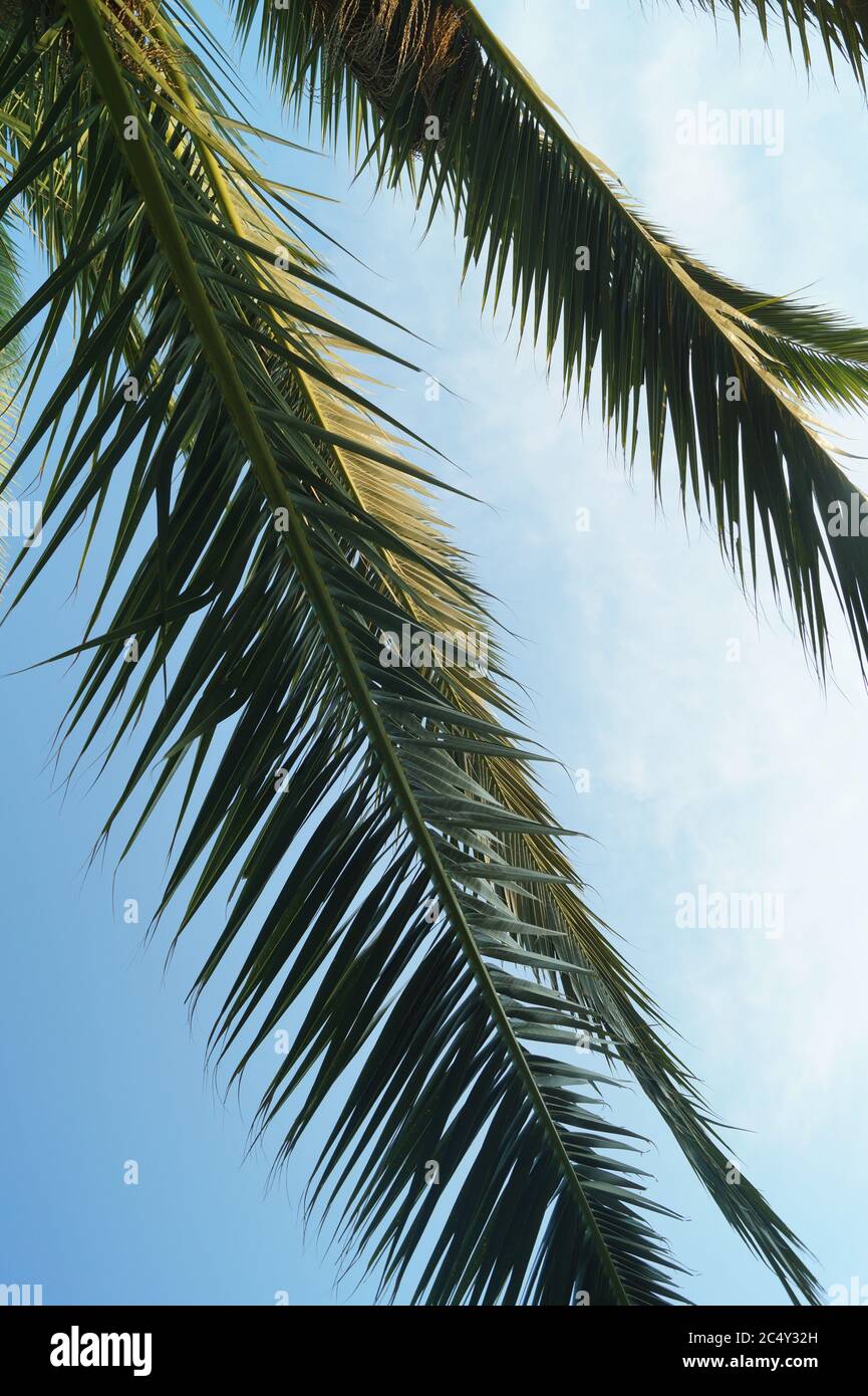 Palm tree blue sky background Stock Photo - Alamy