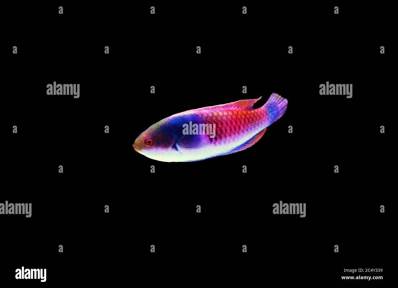 Blue face wrasse saltwater fish in aquarium Stock Photo - Alamy