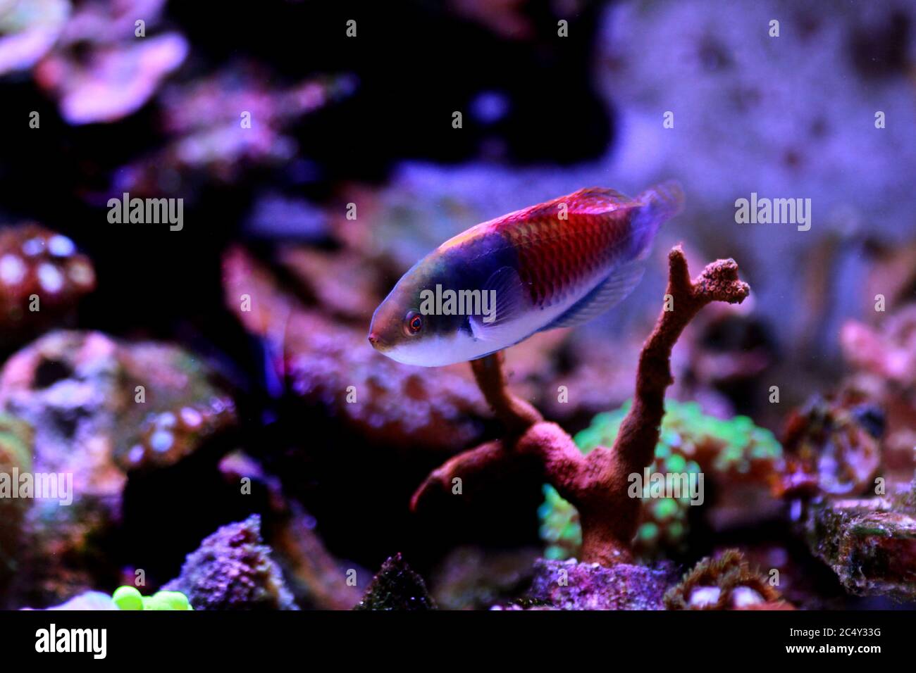 Blue face wrasse saltwater fish in aquarium Stock Photo - Alamy