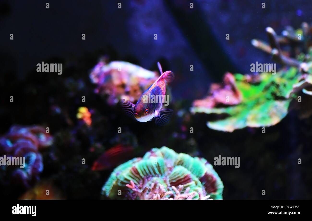 Saltwater ecology hi-res stock photography and images - Alamy