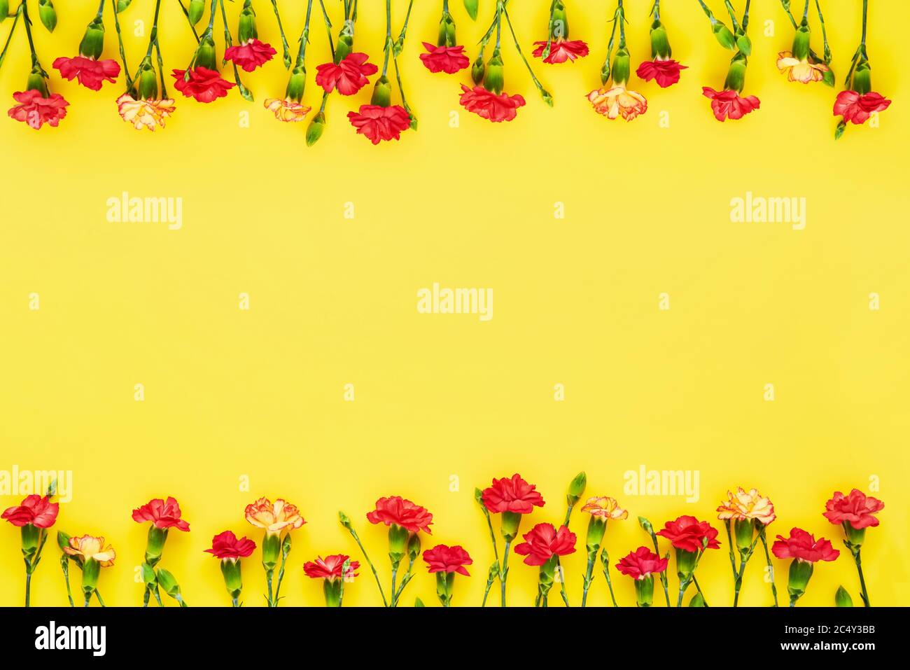 Border carnation hi-res stock photography and images - Alamy