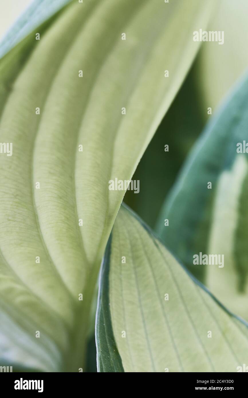 Hosta structure hi-res stock photography and images - Alamy