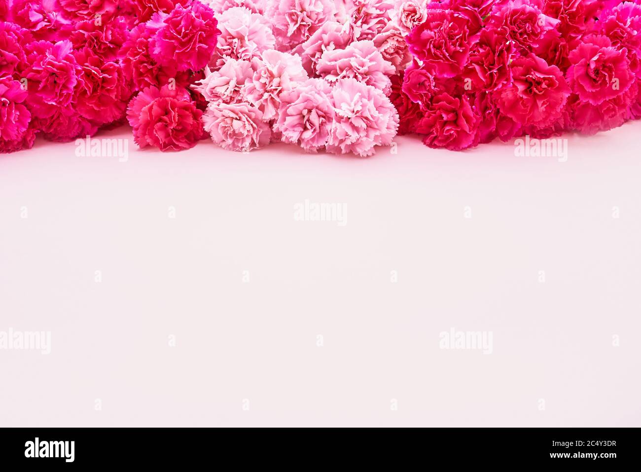 Pink carnation flowers border on pink background. Mothers day ...